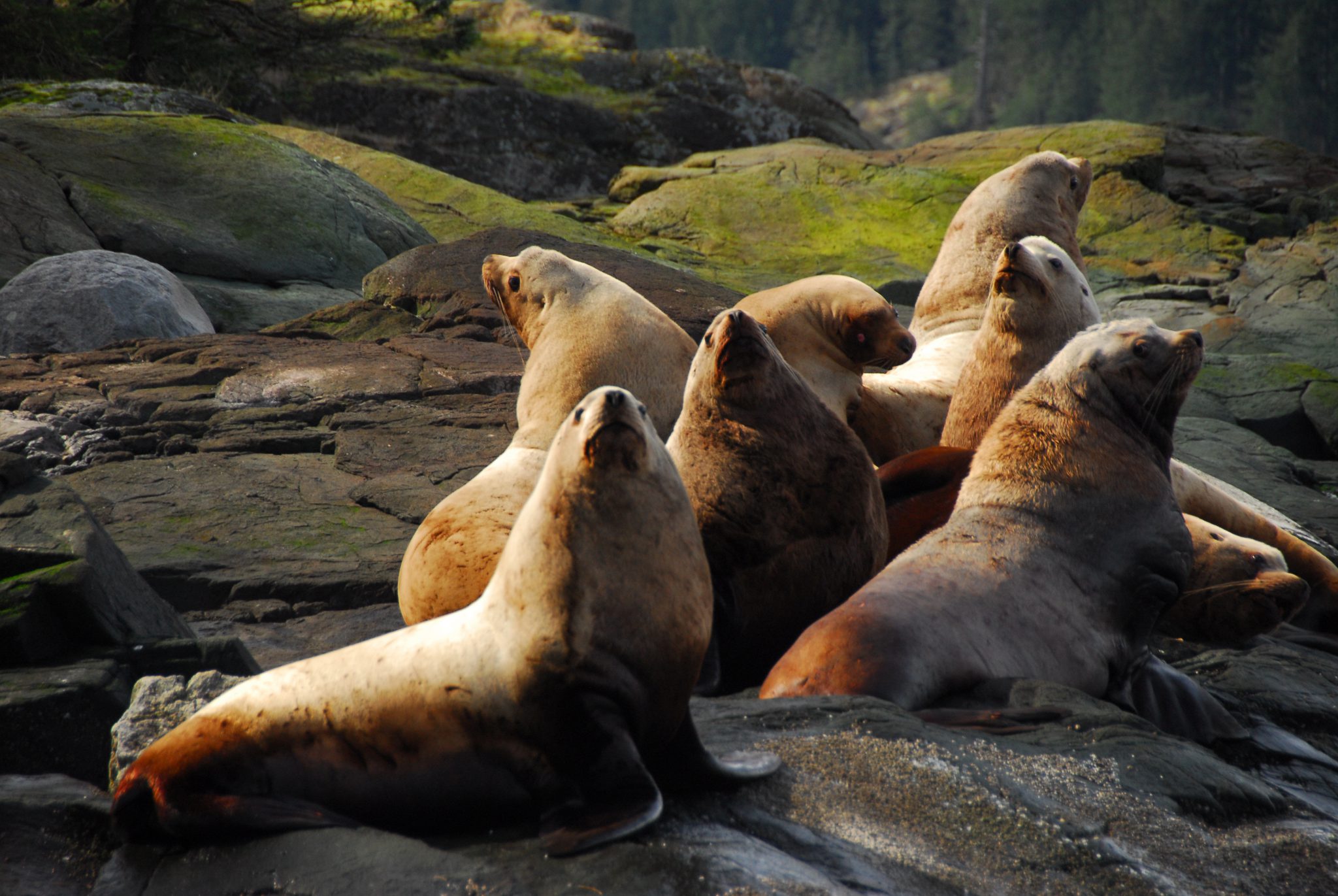 West Coast Wilderness Experiences - Bute Inlet Lodge